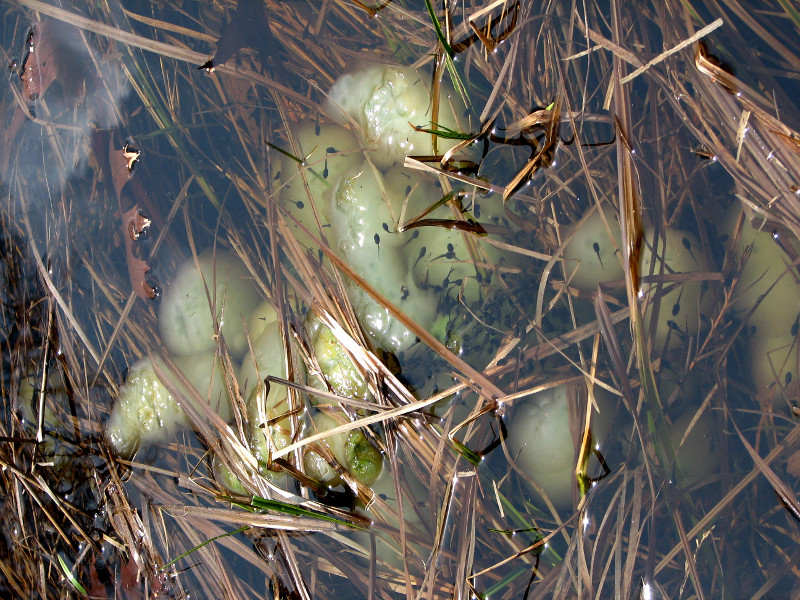 Vernal Pool Vegetation