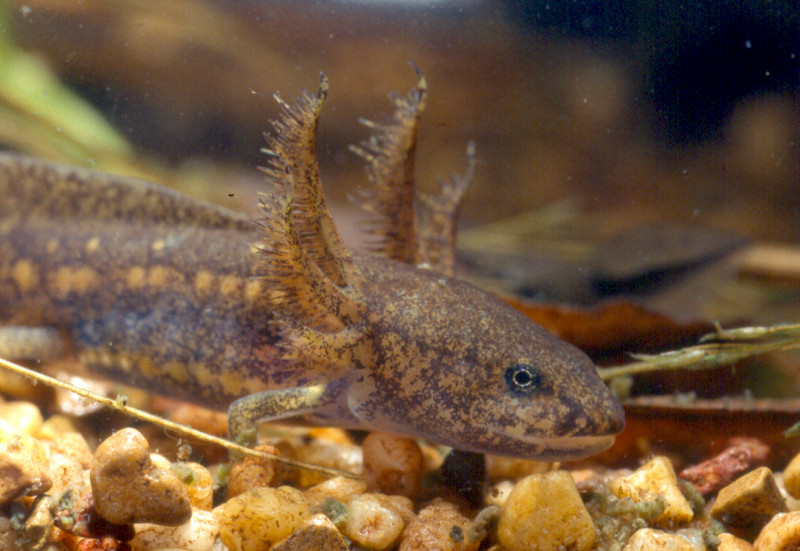 Vernal Pool Salamanders