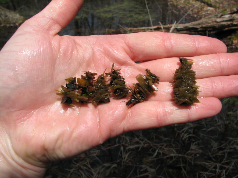 Vernal Pool Invertebrates