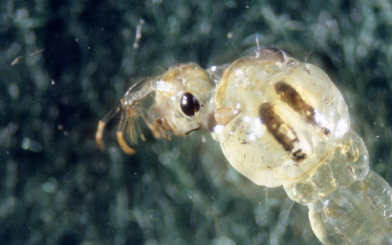 Vernal Pool Invertebrates