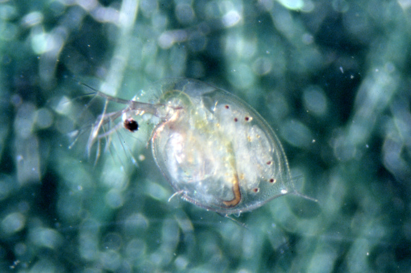 Vernal Pool Invertebrates