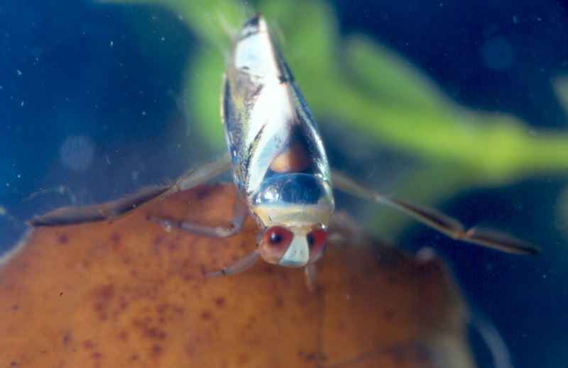 Vernal Pool Invertebrates