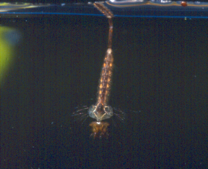 Vernal Pool Invertebrates