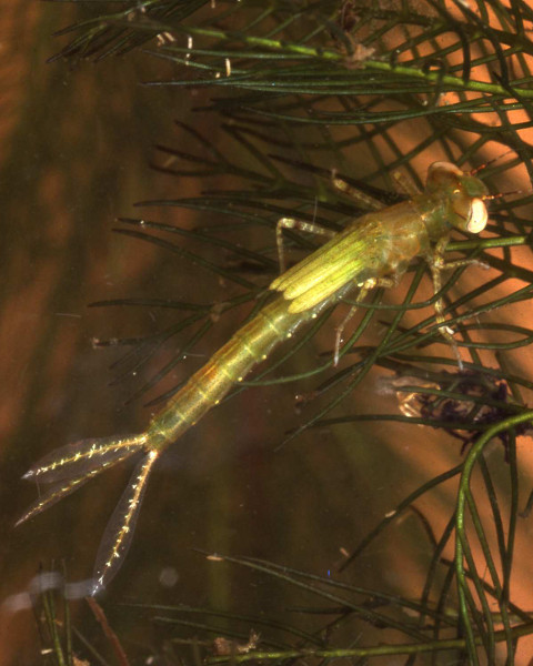 Vernal Pool Invertebrates