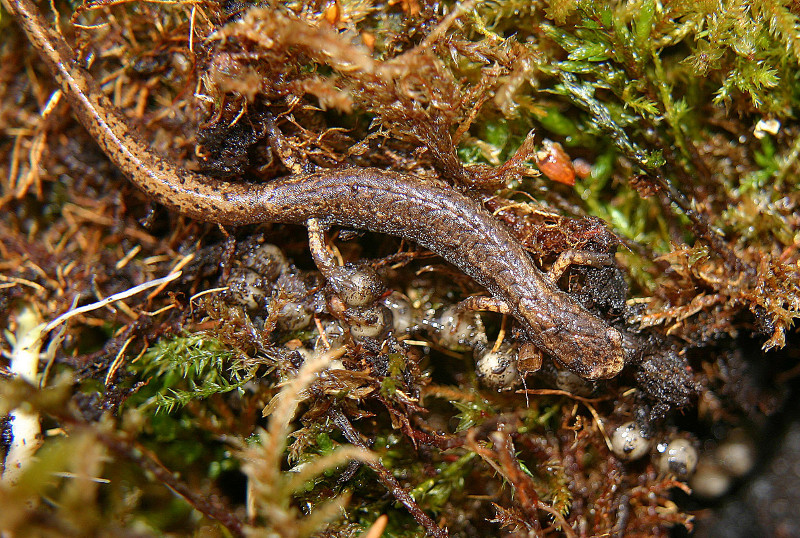 Vernal Pool Salamanders