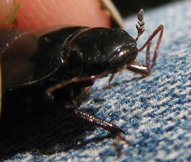 Vernal Pool Invertebrates