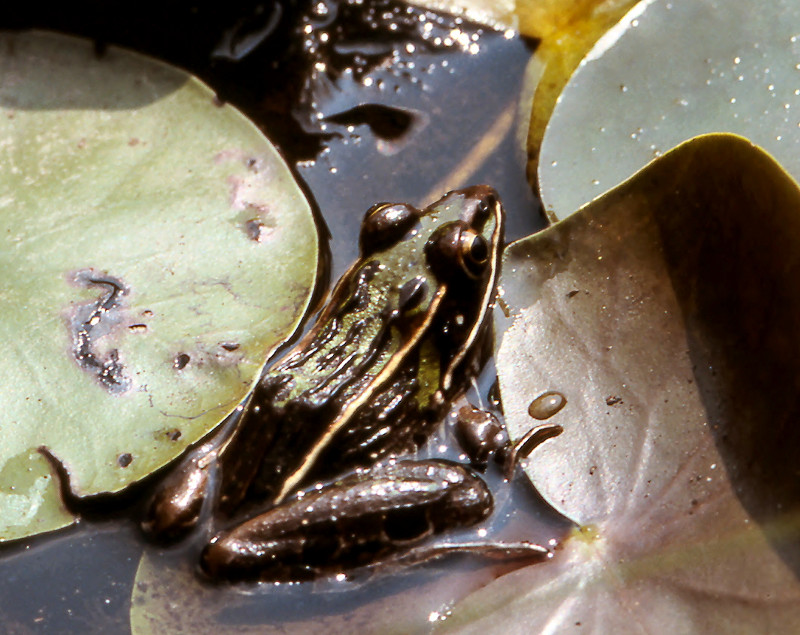 Vernal Pool Frogs and Toads