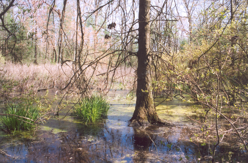 Vernal Pools Animals