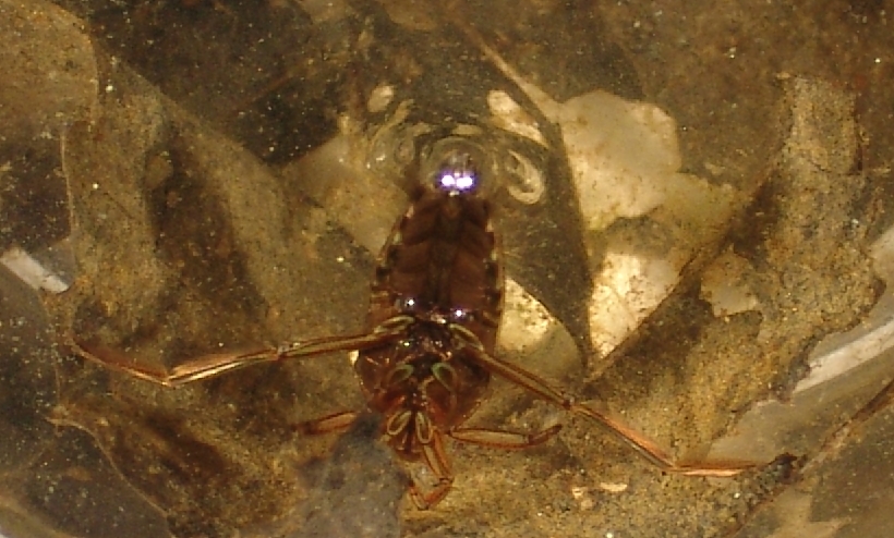 Vernal Pool Invertebrates