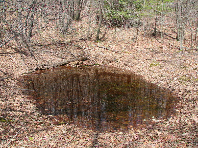 Vernal Pool Examples