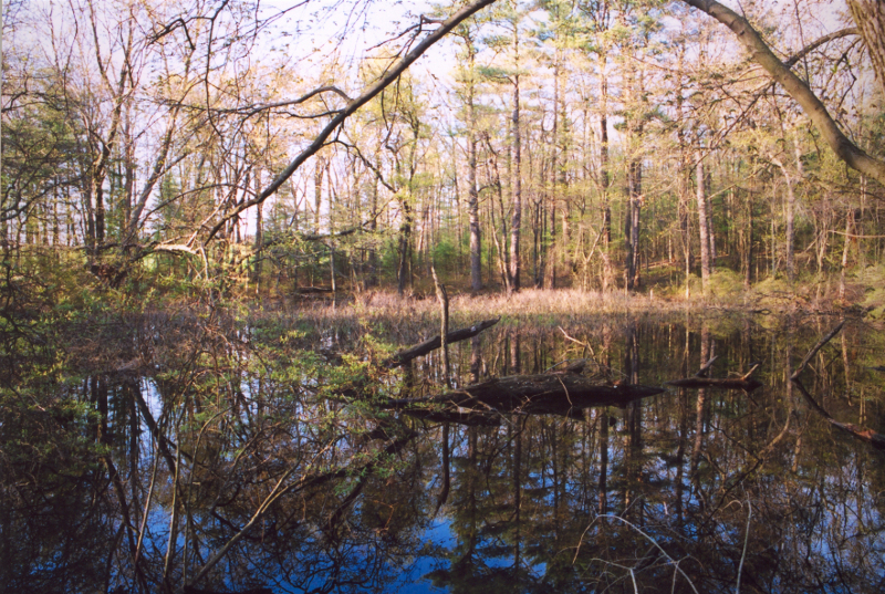 Vernal Pool Examples