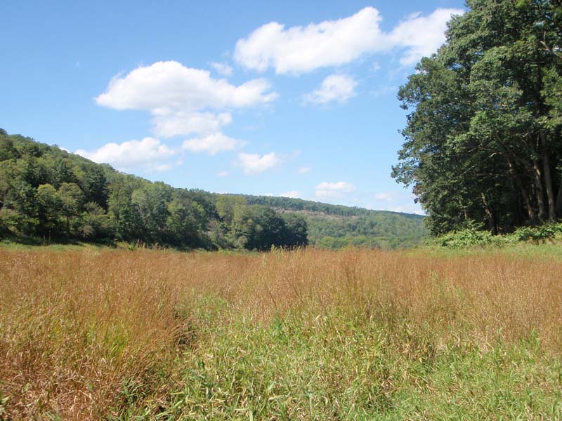 Big Bluestem – Indian-grass Floodplain Grassland summary - Pennsylvania ...