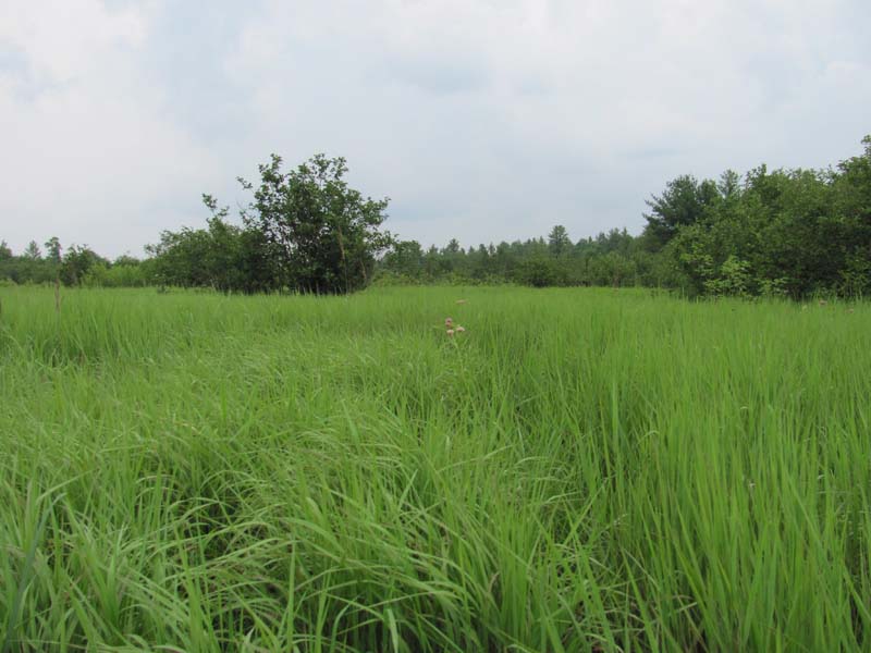 Bluejoint – Reed Canary-grass Marsh summary - Pennsylvania Natural ...