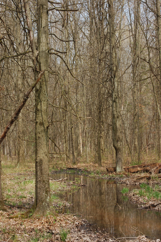 Oak – Mixed Hardwood Palustrine Forest summary - Pennsylvania Natural ...