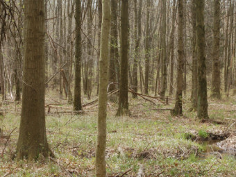 Oak – Mixed Hardwood Palustrine Forest summary - Pennsylvania Natural ...