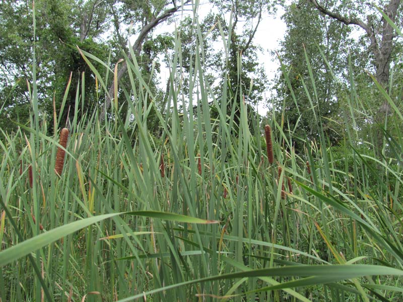 Cat-tail Marsh summary - Pennsylvania Natural Heritage Program