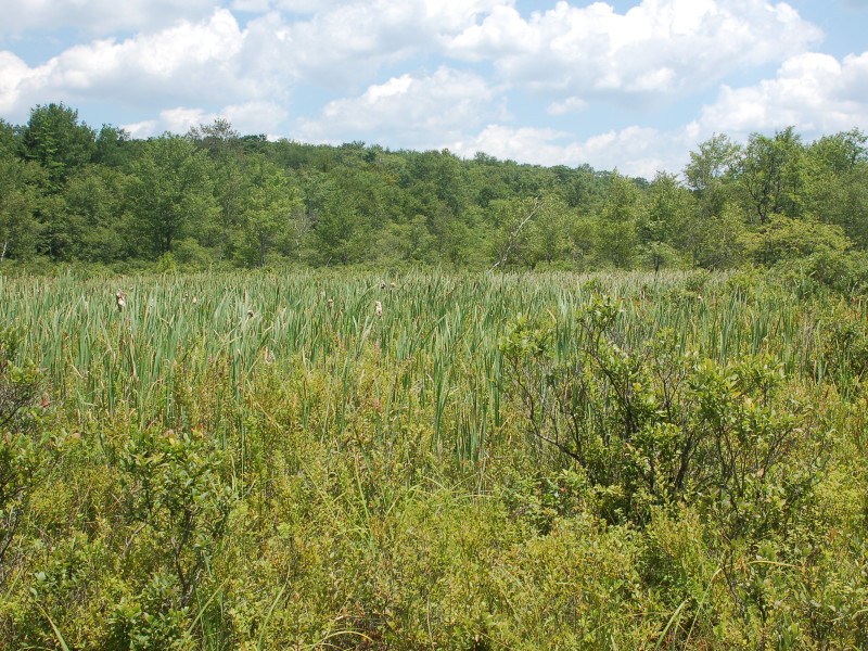 Cat-tail Marsh summary - Pennsylvania Natural Heritage Program
