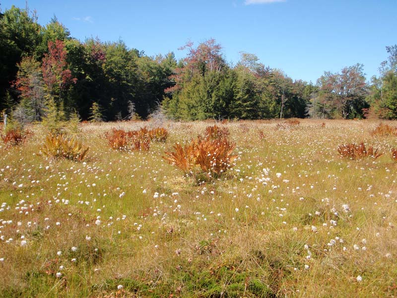Cotton-grass Poor Fen summary - Pennsylvania Natural Heritage Program