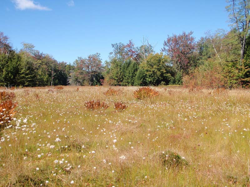 Cotton-grass Poor Fen summary - Pennsylvania Natural Heritage Program