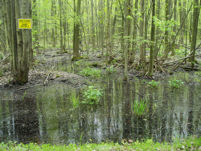 Elm – Ash – Maple Lakeplain Forest summary - Pennsylvania Natural ...