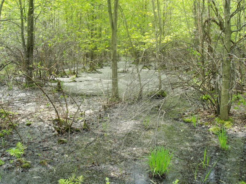 Elm – Ash – Maple Lakeplain Forest summary - Pennsylvania Natural ...