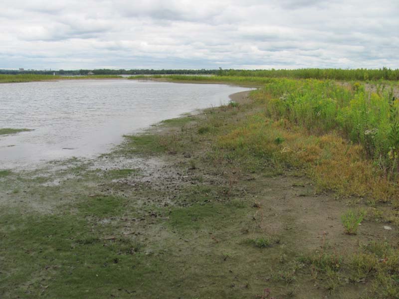 Great Lakes Palustrine Sandplain summary - Pennsylvania Natural ...