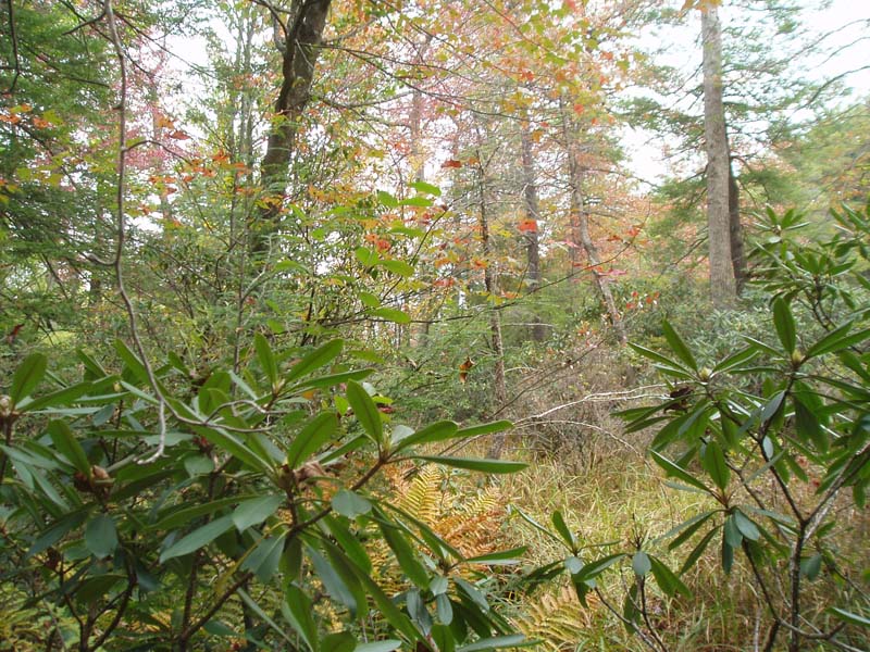 Hemlock – Mixed Hardwood Palustrine Forest summary - Pennsylvania ...