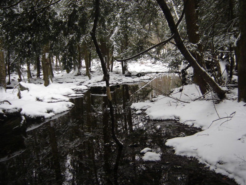 Hemlock Palustrine Forest summary - Pennsylvania Natural Heritage Program