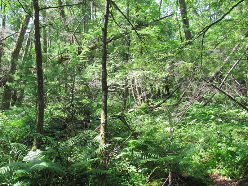 Hemlock Palustrine Forest summary - Pennsylvania Natural Heritage Program