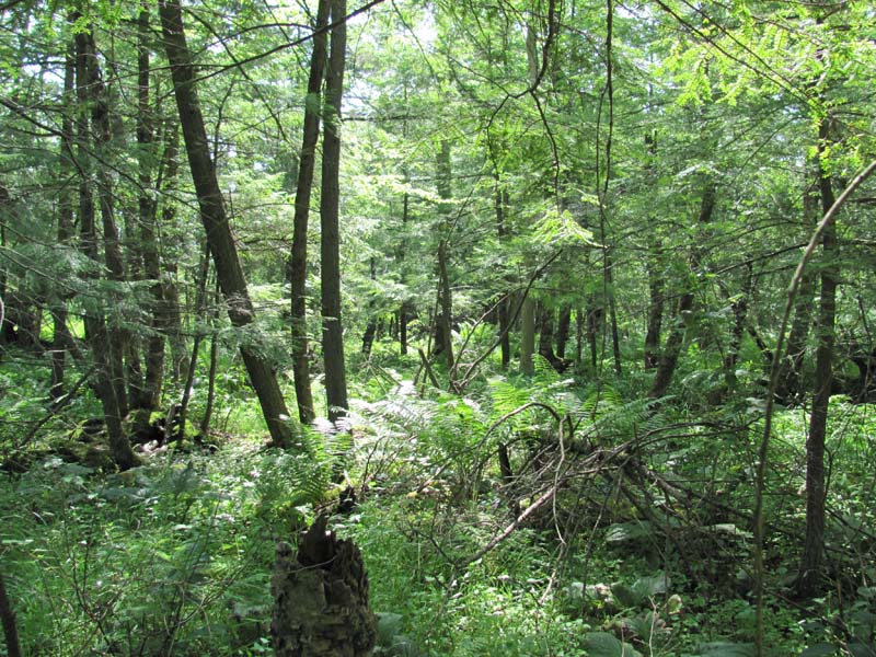 Hemlock Palustrine Forest summary - Pennsylvania Natural Heritage Program