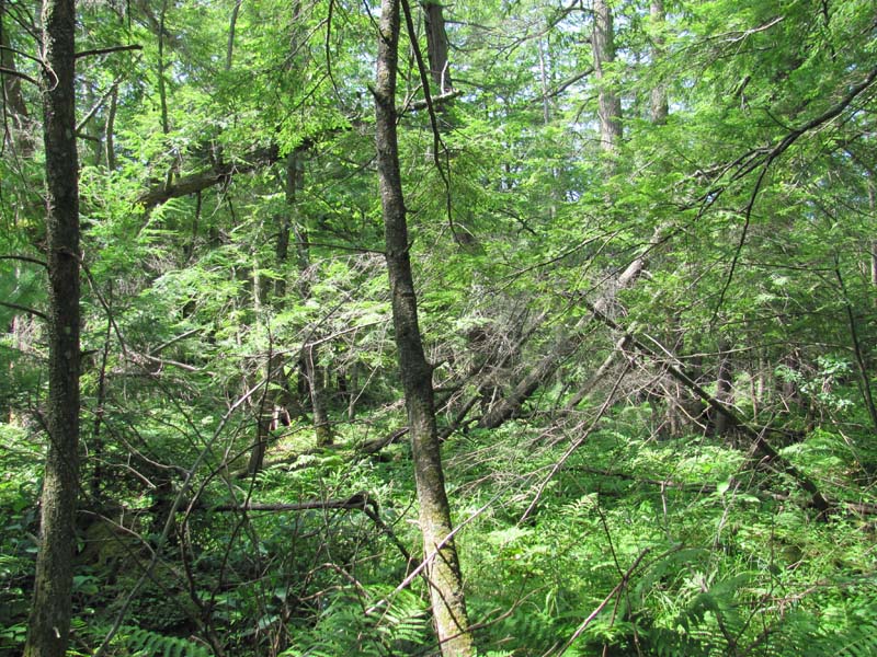 Hemlock Palustrine Forest summary - Pennsylvania Natural Heritage Program