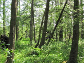 Hemlock Palustrine Forest summary - Pennsylvania Natural Heritage Program
