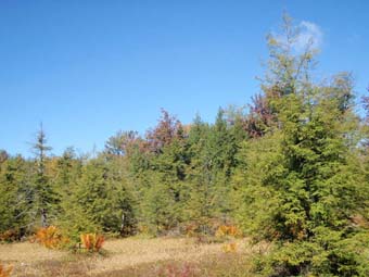 Hemlock Palustrine Forest summary - Pennsylvania Natural Heritage Program
