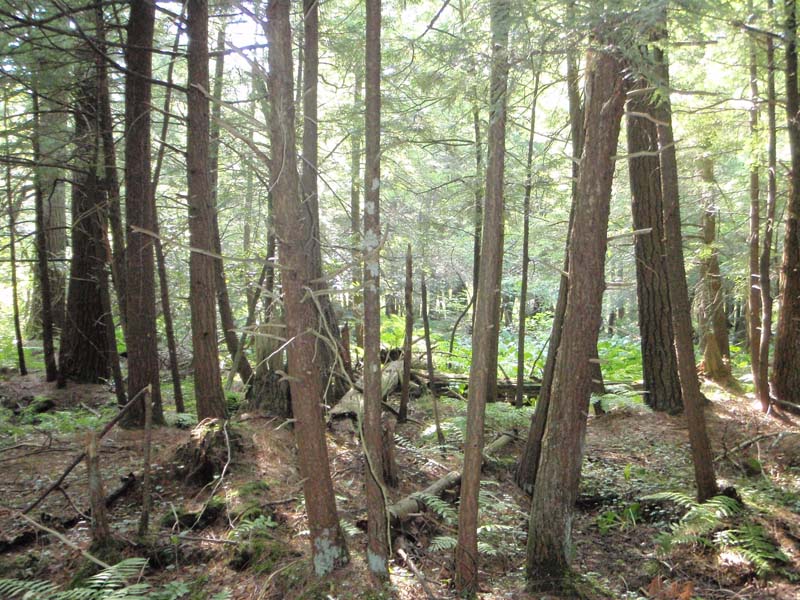 Hemlock Palustrine Forest summary - Pennsylvania Natural Heritage Program