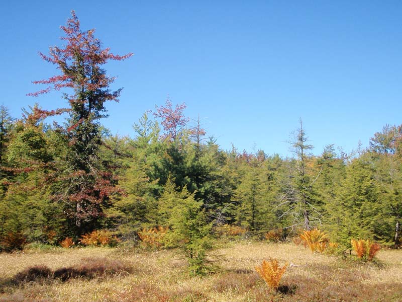 Hemlock Palustrine Forest summary - Pennsylvania Natural Heritage Program
