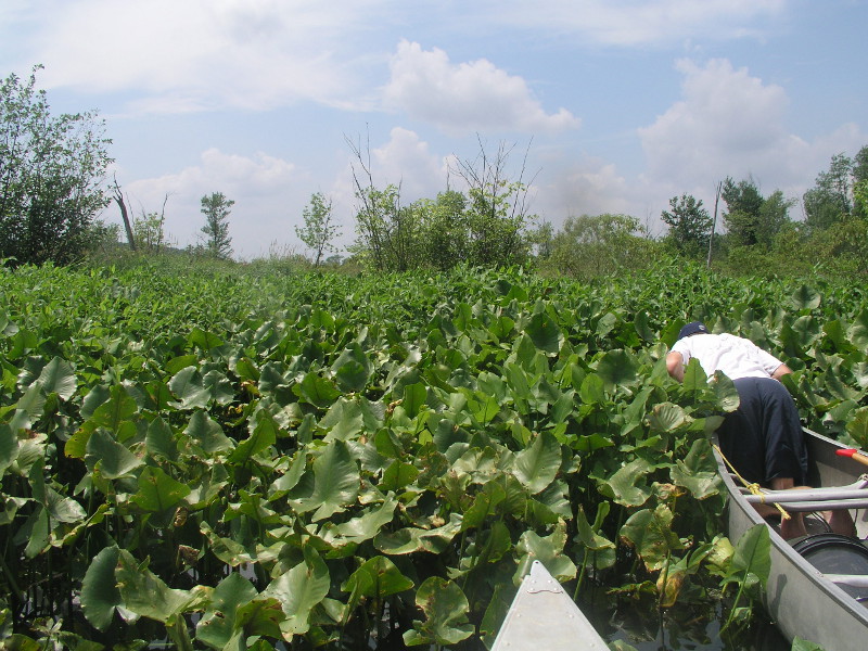 Pickerel-weed – Arrow-arum – Arrowhead Emergent Wetland summary ...