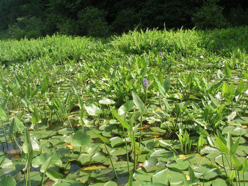 Pickerel-weed – Arrow-arum – Arrowhead Emergent Wetland summary ...