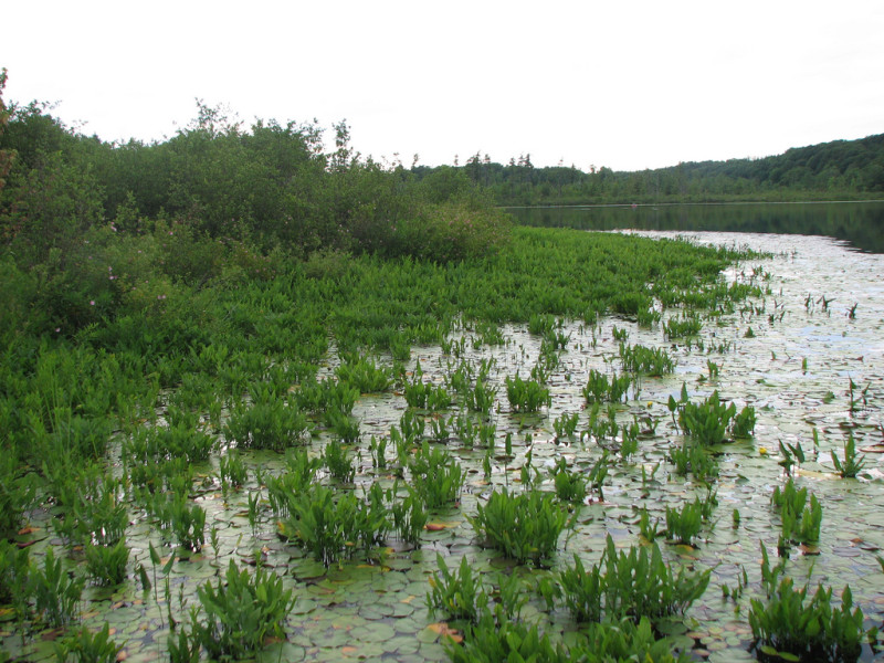 Pickerel-weed – Arrow-arum – Arrowhead Emergent Wetland summary ...