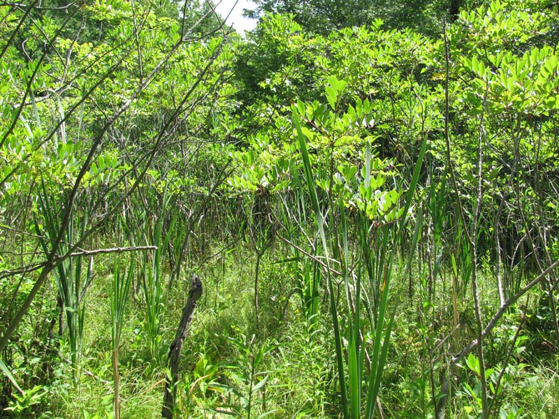 Poison Sumac – Red-cedar – Bayberry Fen summary - Pennsylvania Natural ...