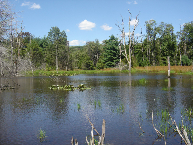Spatterdock – Water-lily Emergent Wetland summary - Pennsylvania ...