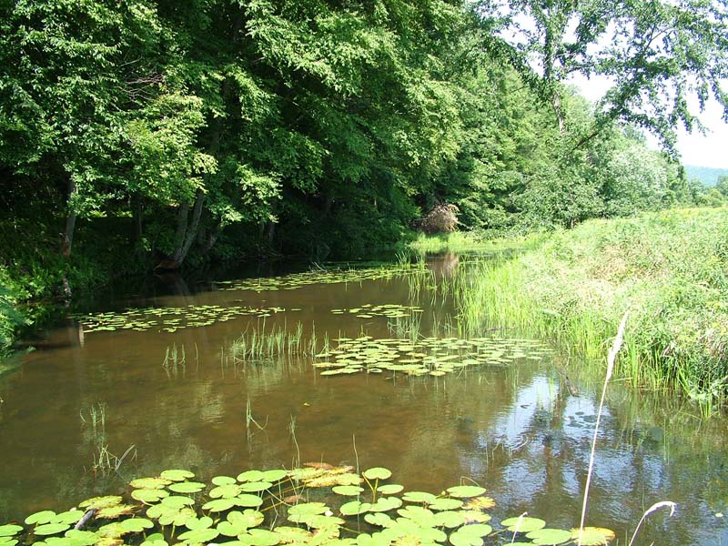 Spatterdock – Water-lily Emergent Wetland summary - Pennsylvania ...