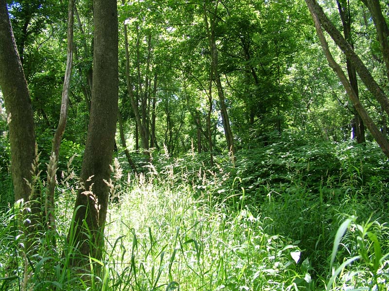 Sycamore – Mixed Hardwood Floodplain Forest summary - Pennsylvania ...