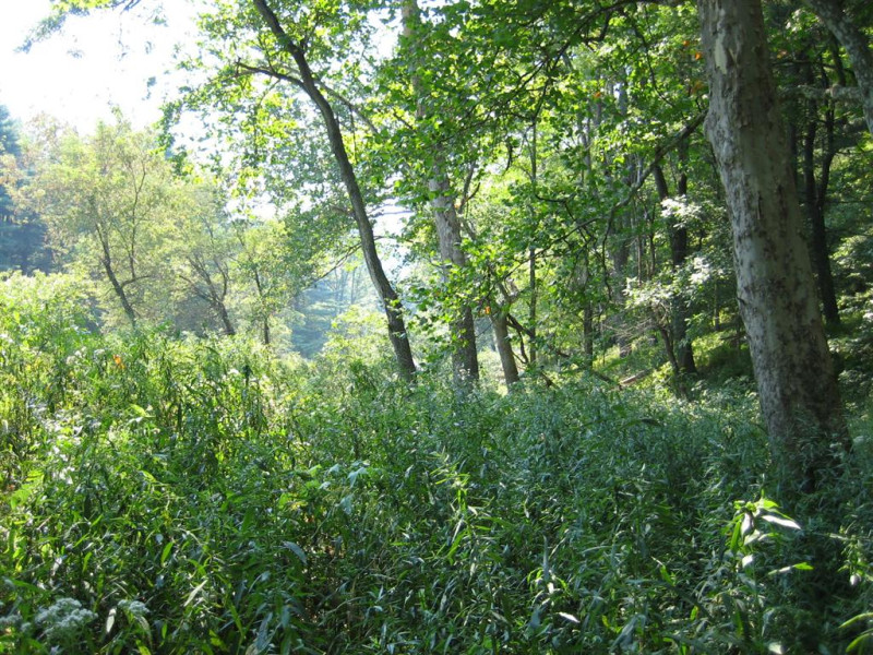 Sycamore Floodplain Forest summary - Pennsylvania Natural Heritage Program