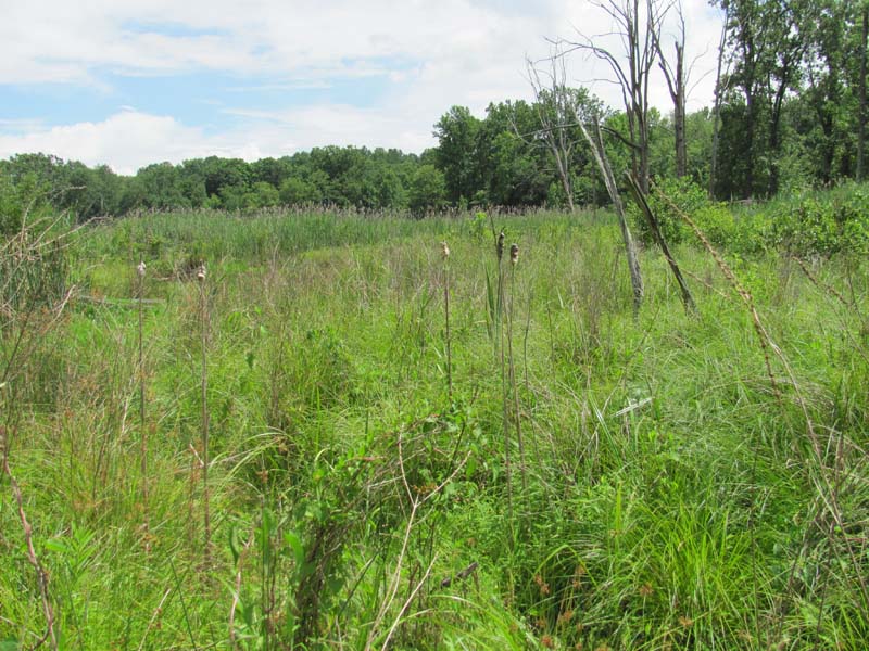 Tussock Sedge Marsh summary - Pennsylvania Natural Heritage Program