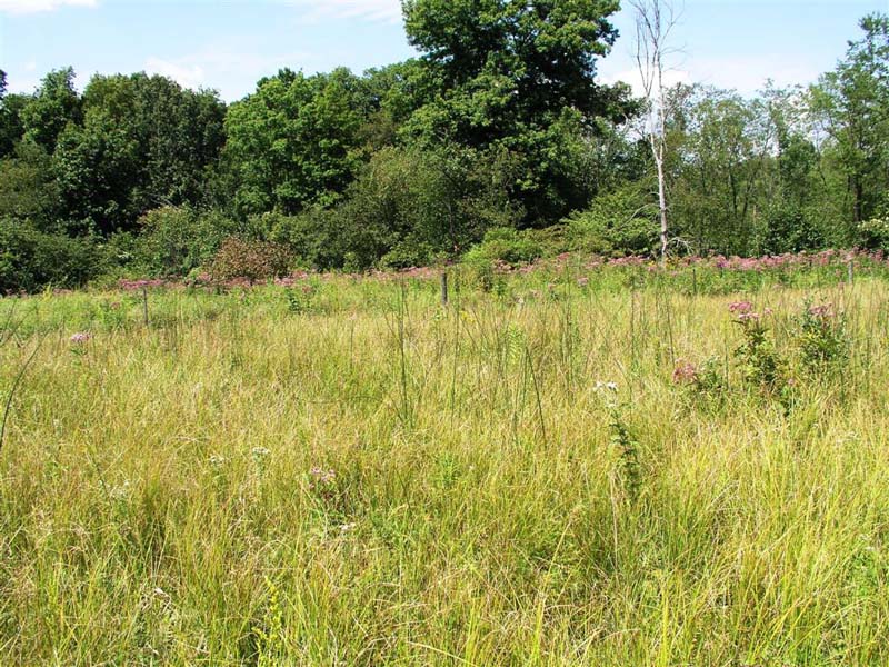 Mixed Forb – Graminoid Wet Meadow summary - Pennsylvania Natural ...